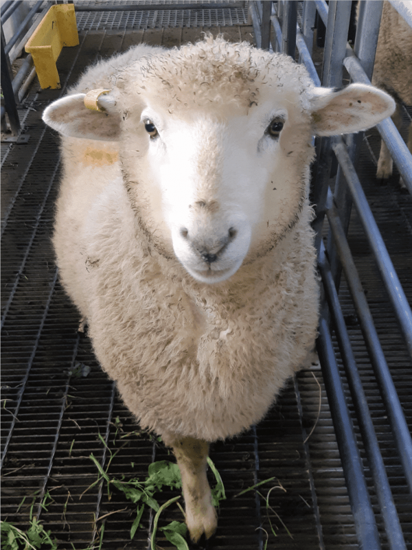 A varied diet for improved animal performance, nutrient use efficiency ...