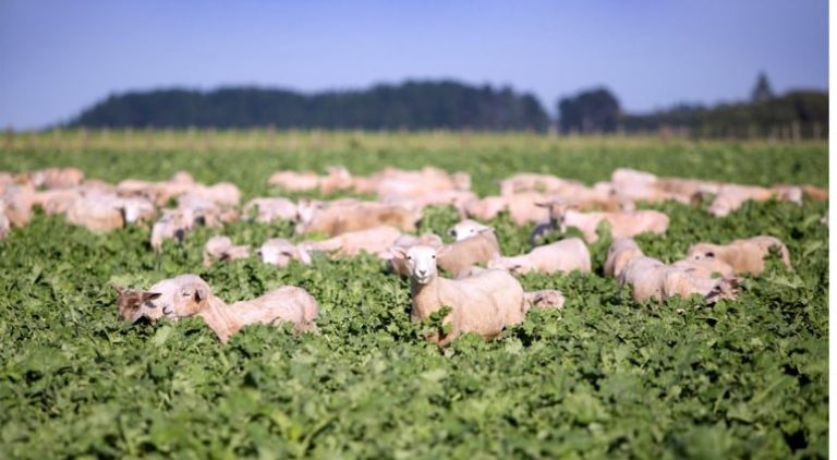 Lambs and High Quality Forages - New Zealand Association of Ruminant ...