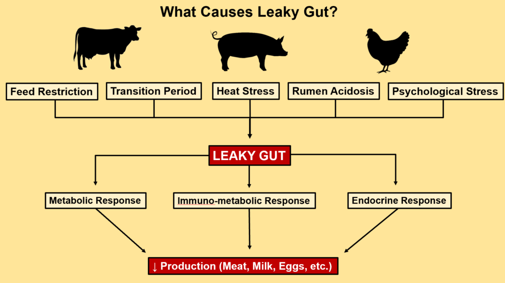 The Real Cost of Inflammation. Dr. Megan Abeyta - New Zealand ...